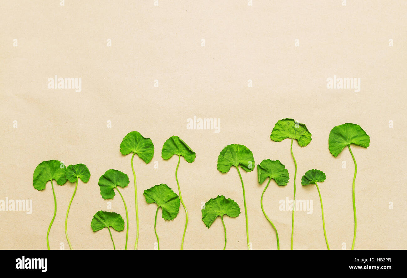 Collage Leaves High Resolution Stock Photography and Images - Alamy