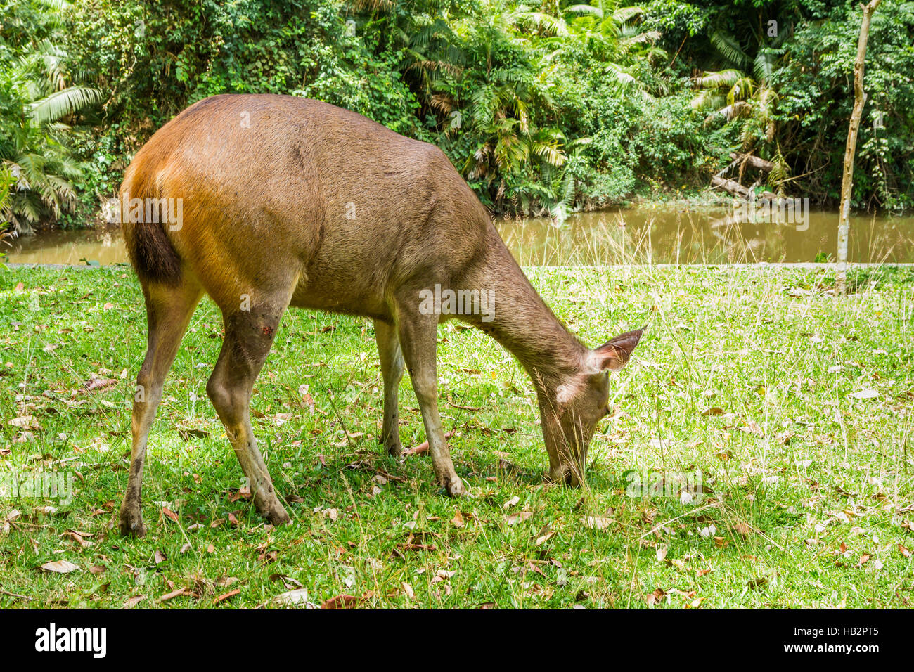Deer with leaf hi-res stock photography and images - Alamy