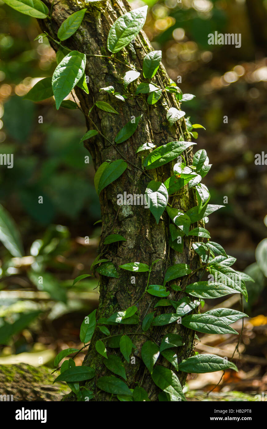 Tree vine texture hi-res stock photography and images - Alamy