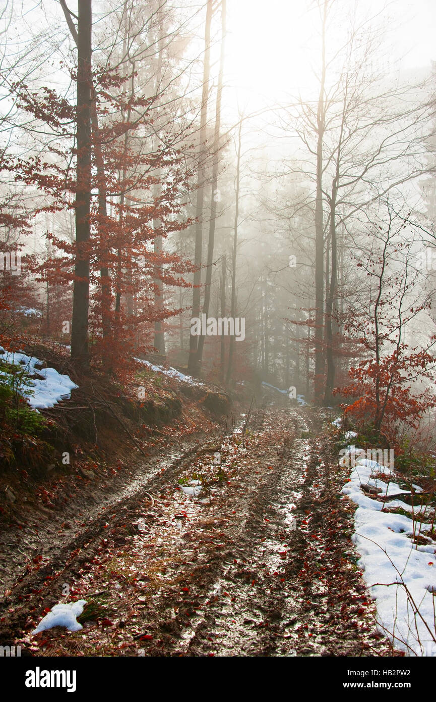 Empty forest mud road hi-res stock photography and images - Alamy
