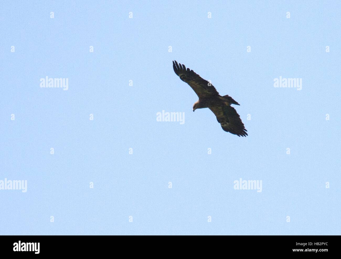 lesser spotted eagle Stock Photo - Alamy