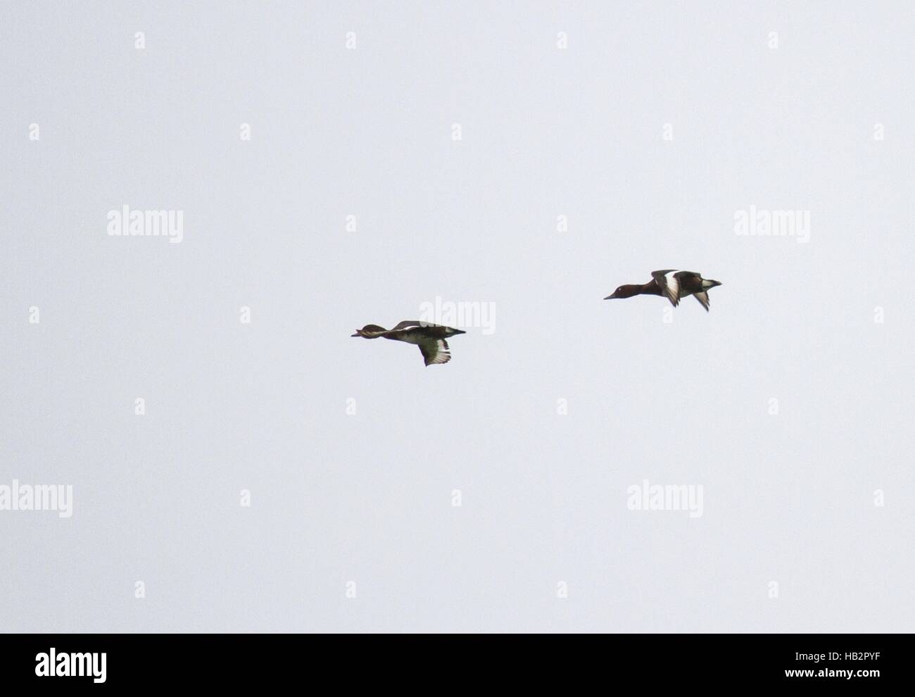 Schilfgewasser hi-res stock photography and images - Alamy