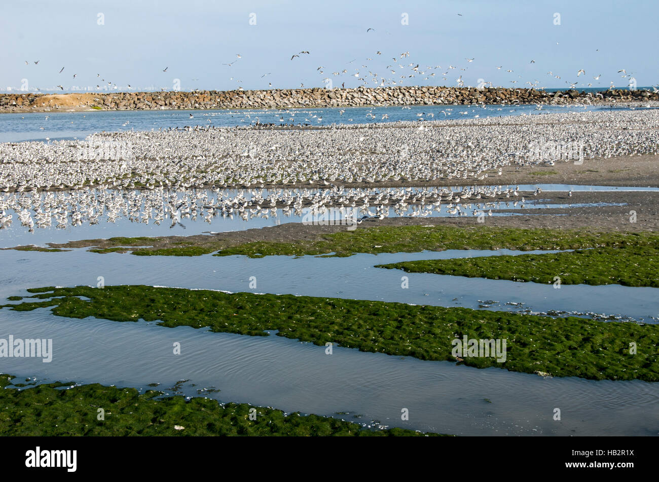 Flock of birds in La Punta, El Callao, Peru Stock Photo - Alamy