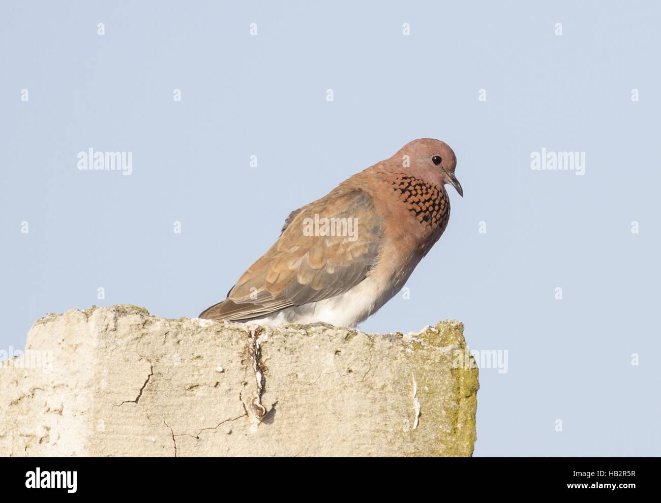 Laughing Dove in the town Yumurtalik, Turkey Stock Photo - Alamy