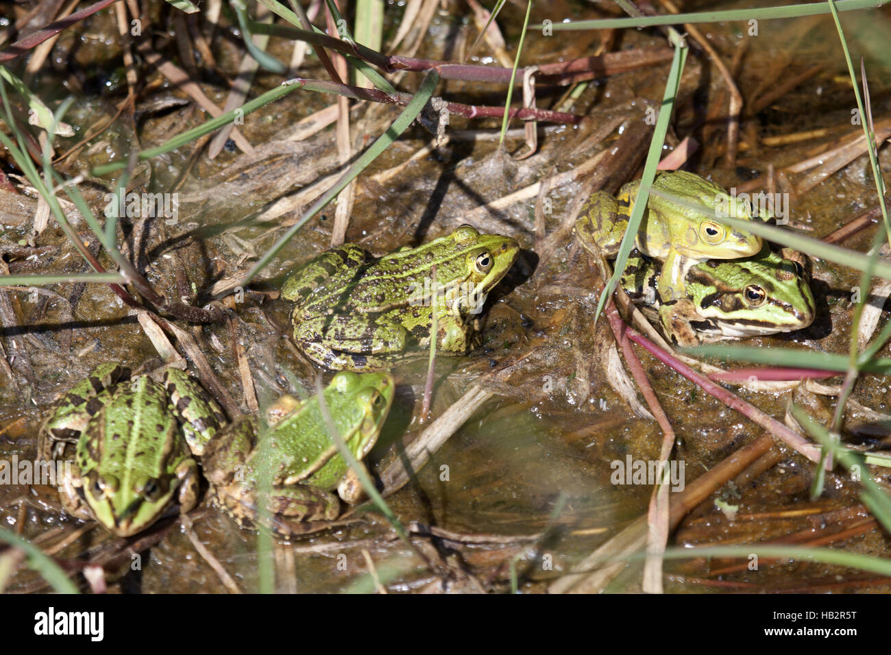 Water frog wasserfrosch hi-res stock photography and images - Alamy