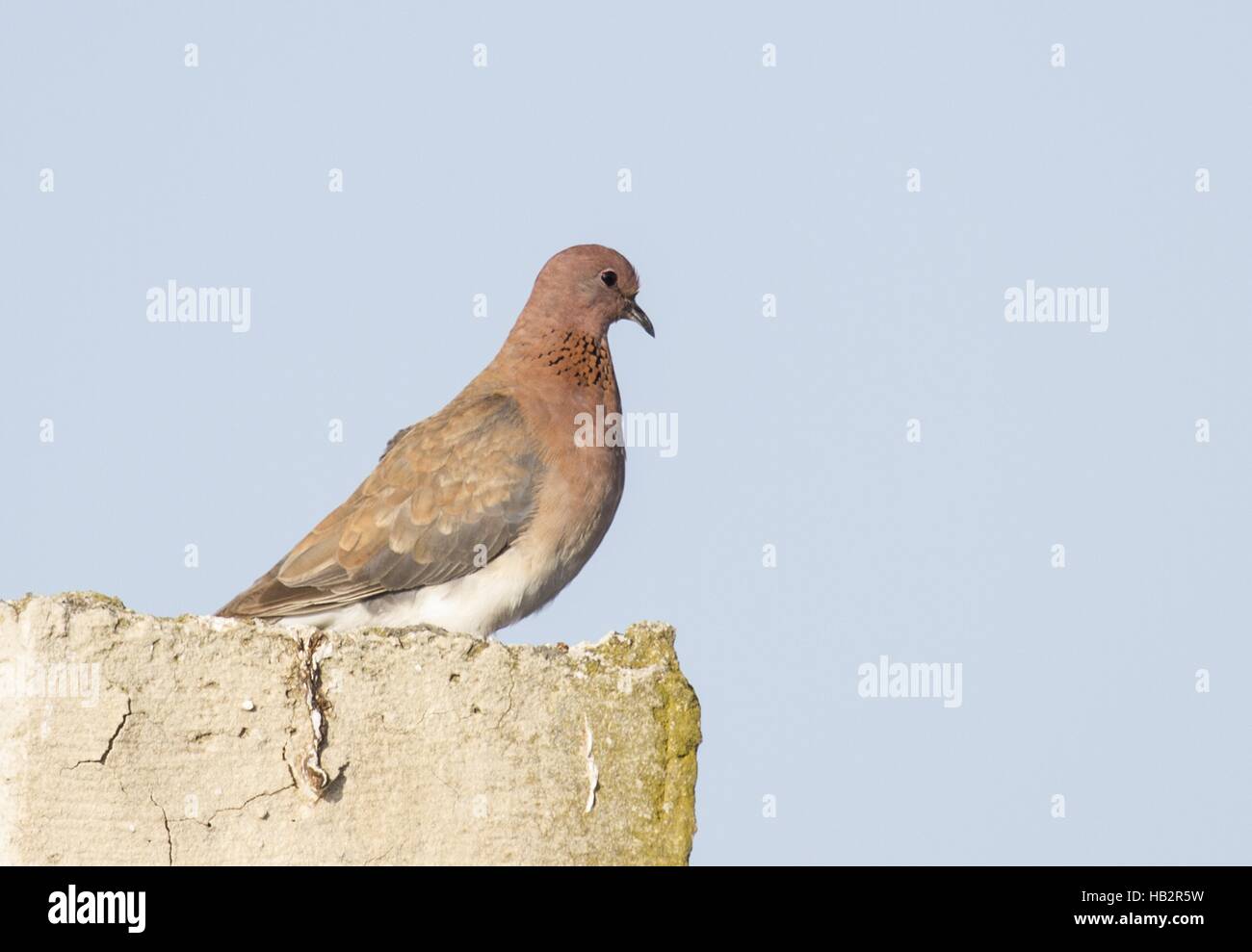 Laughing Dove in the town Yumurtalik, Turkey Stock Photo - Alamy