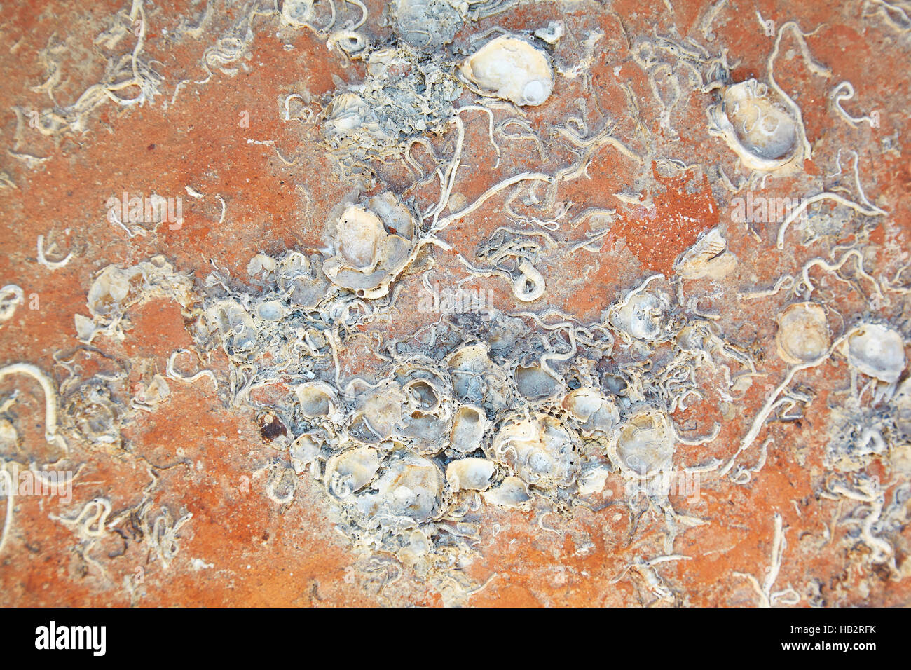 Shell textures hi-res stock photography and images - Alamy