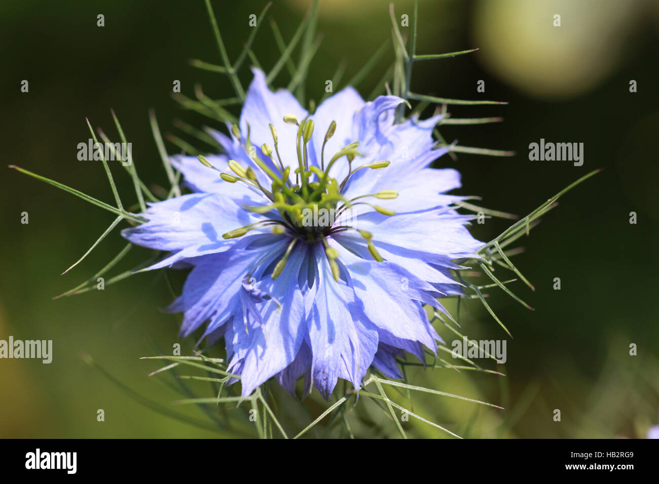 Blue bloom hi-res stock photography and images - Alamy