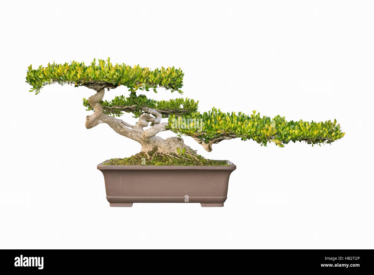 Chinese tree hi-res stock photography and images - Alamy