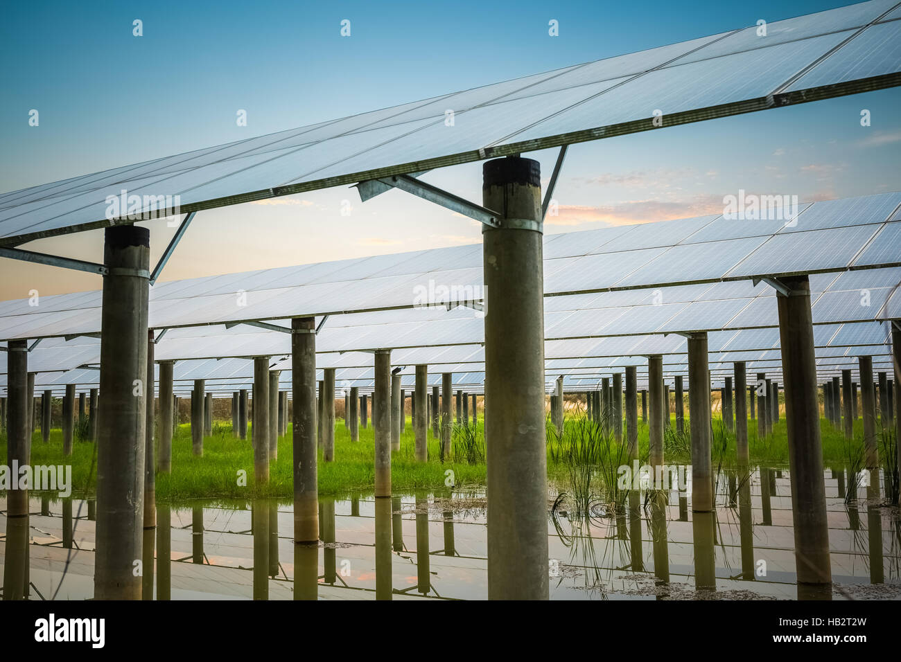 Swamp farm hi-res stock photography and images - Alamy