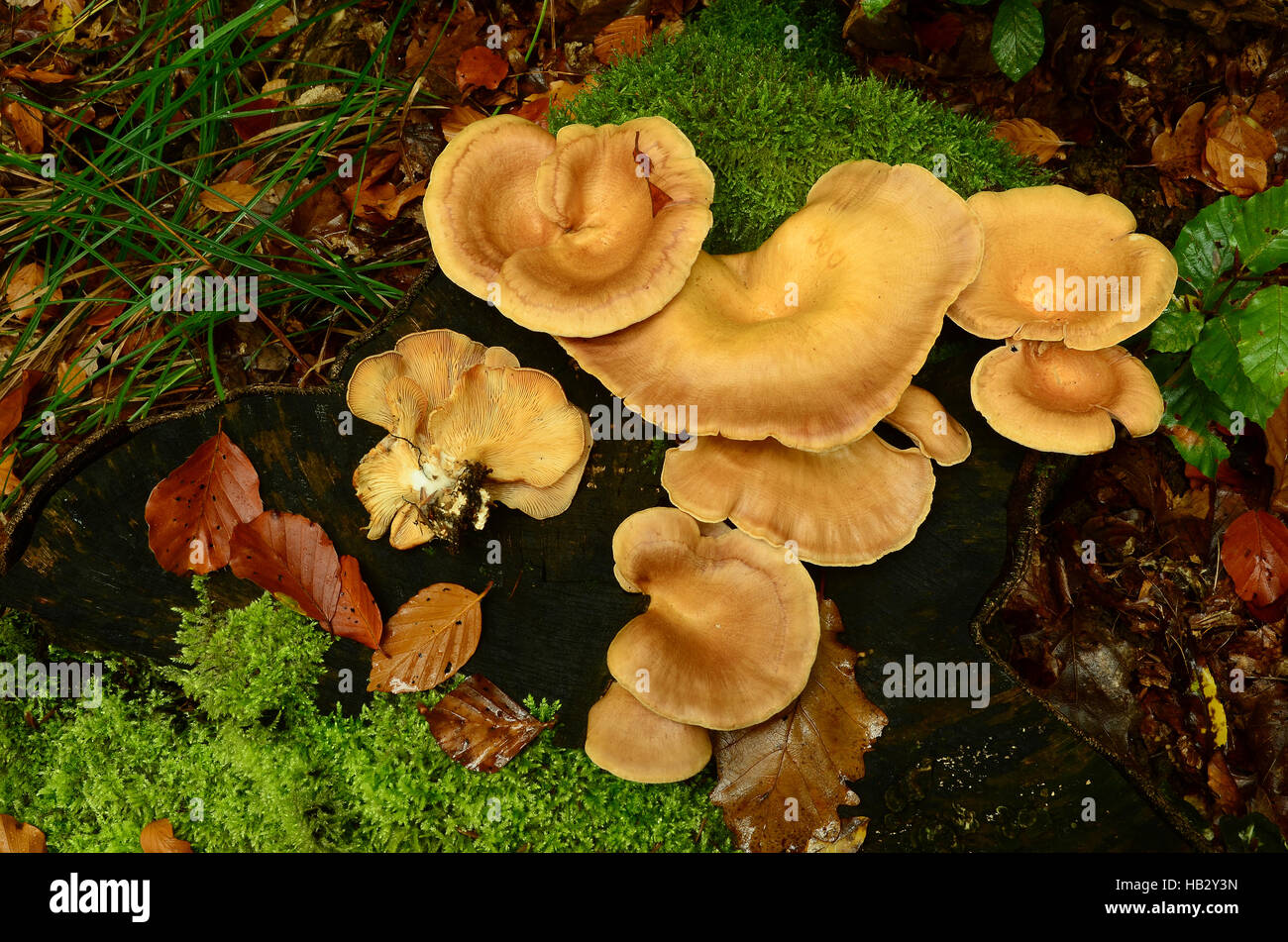 mushroom, panus conchatus Stock Photo - Alamy