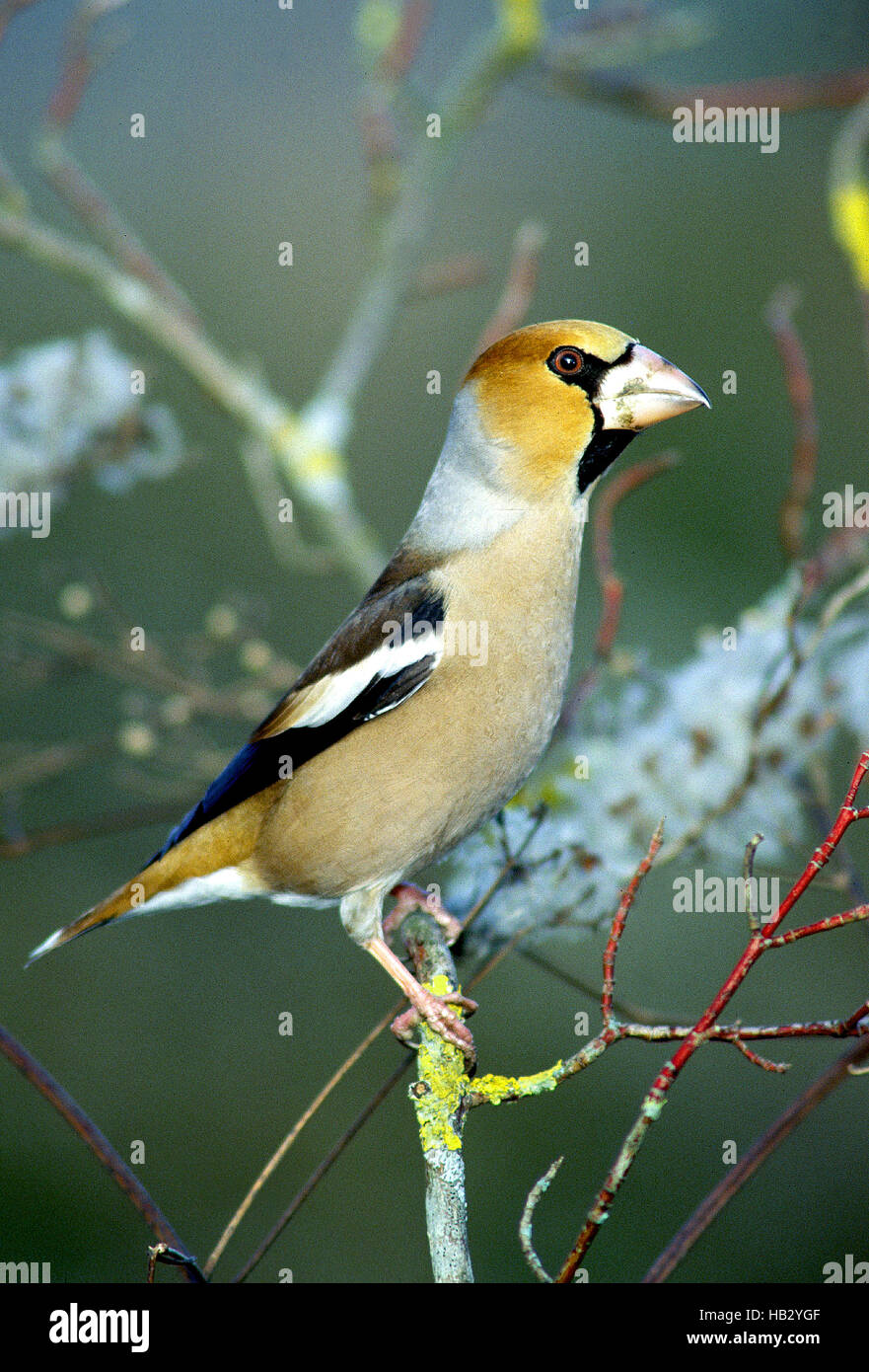hawfinch, Coccothraustes coccothraustes Stock Photo - Alamy