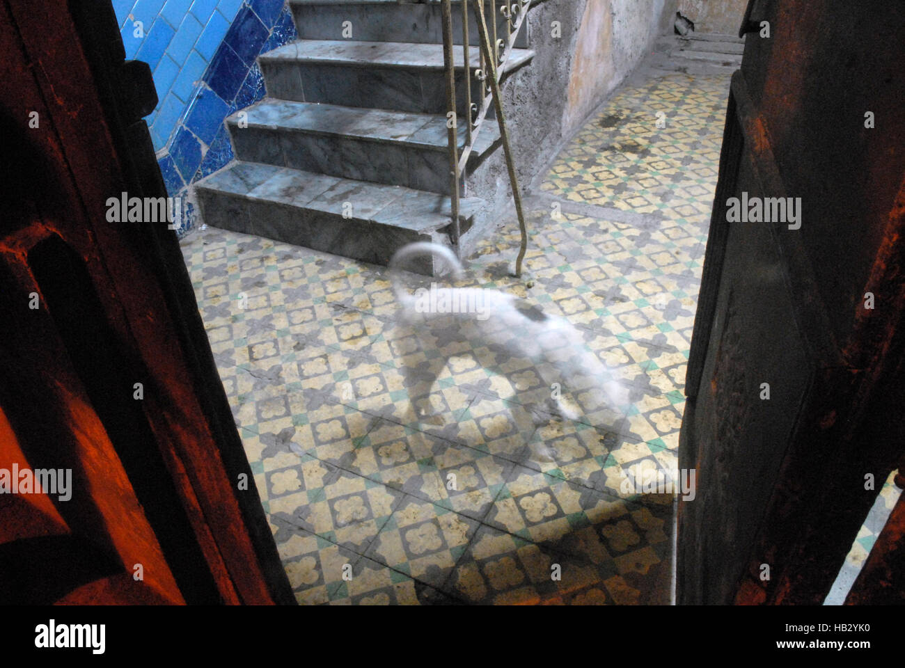 Floodlit steps and blurred dog on street in Havana Centro at night ...