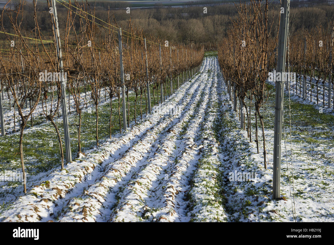 Vineyards in Winter Stock Photo - Alamy
