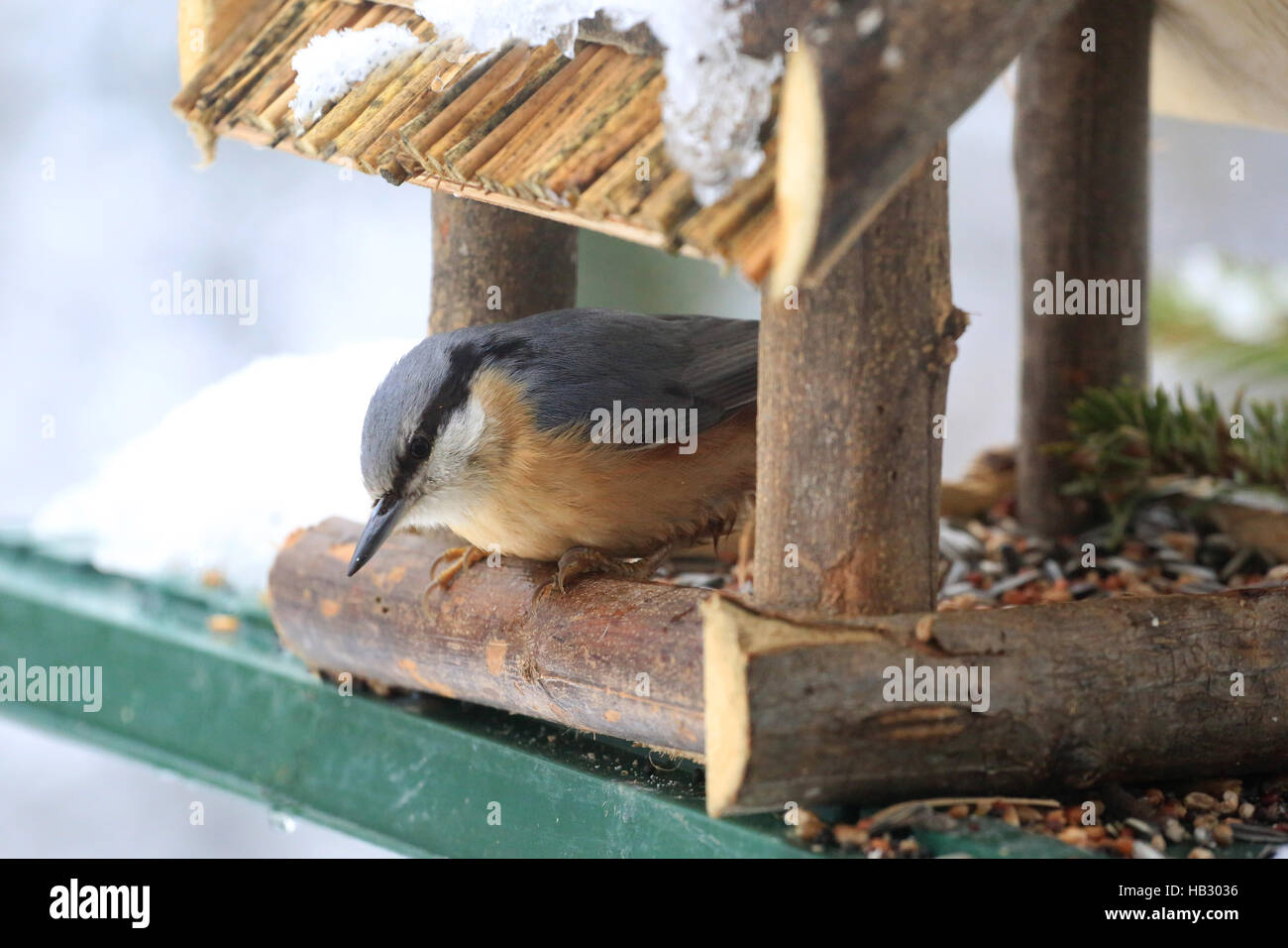Nuthatch, sitta europaea Stock Photo - Alamy