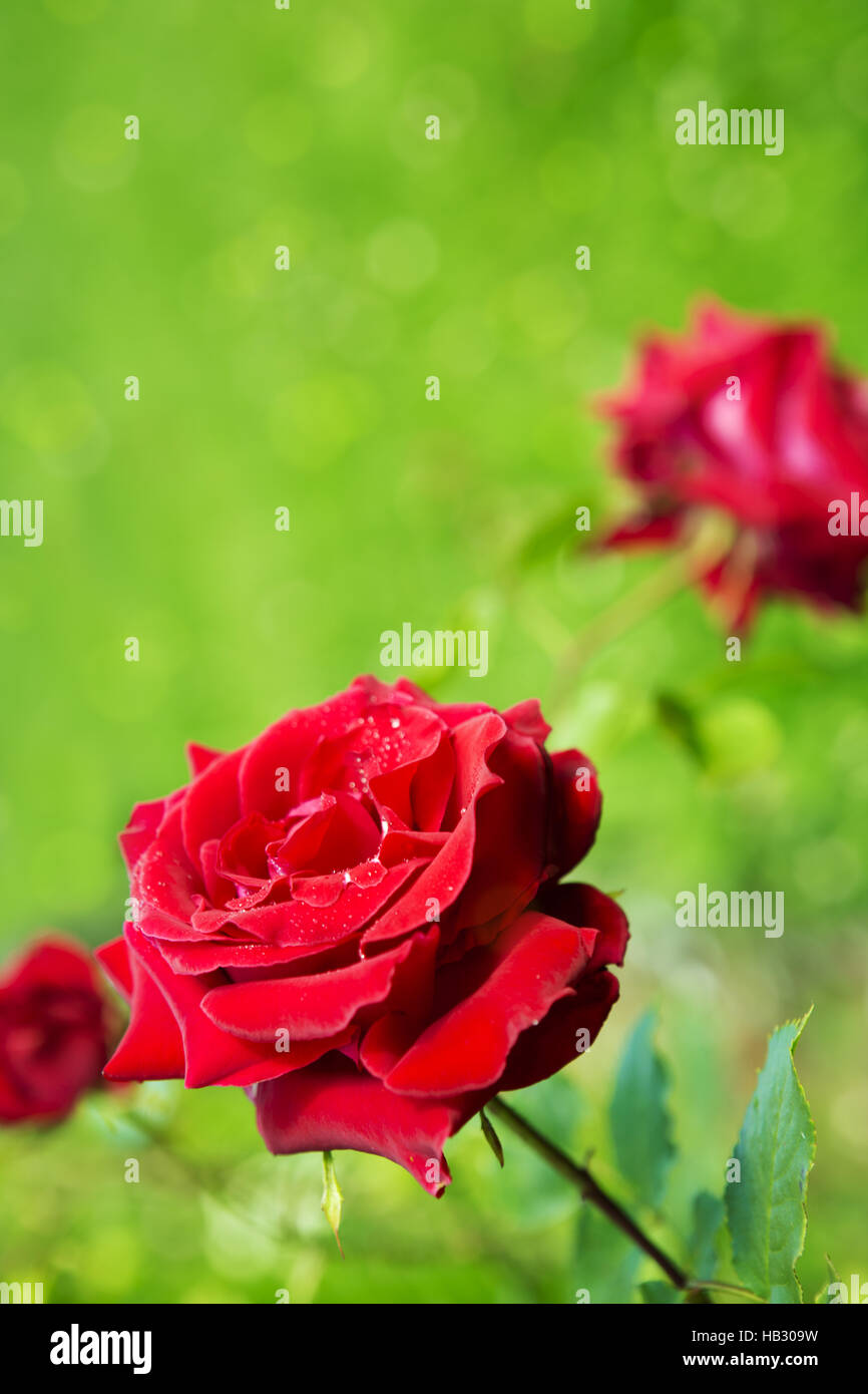 Beautiful red rose in a garden Stock Photo - Alamy