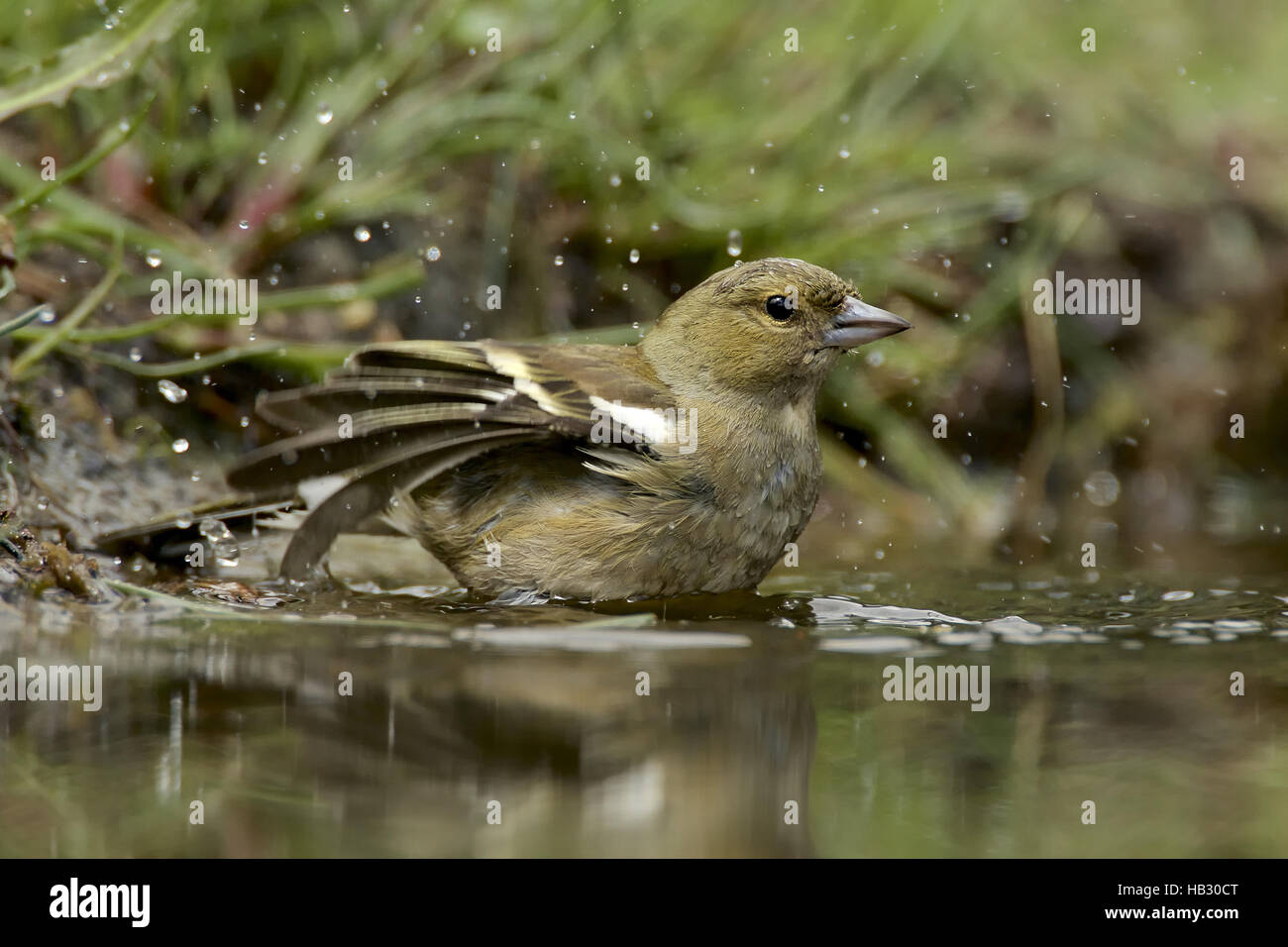 Bogfinke hi-res stock photography and images - Alamy