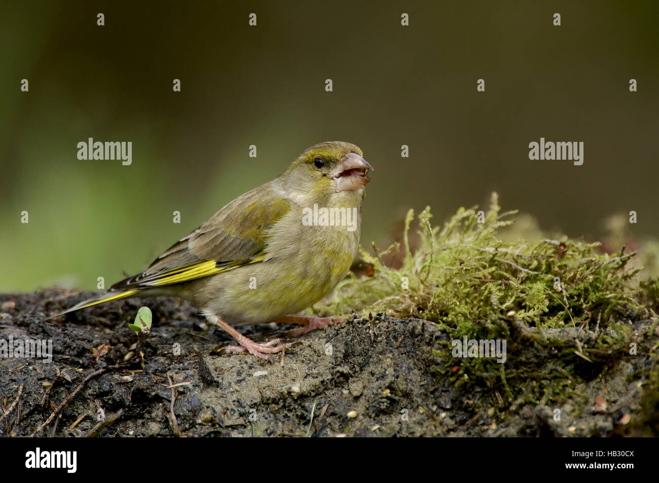 Viherpeippo hi-res stock photography and images - Alamy