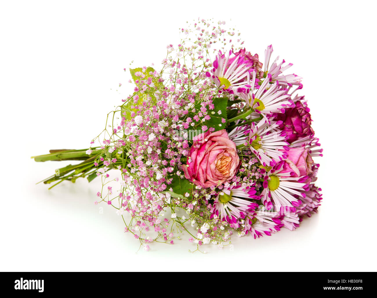 Pink white daisy purple Cut Out Stock Images & Pictures - Alamy