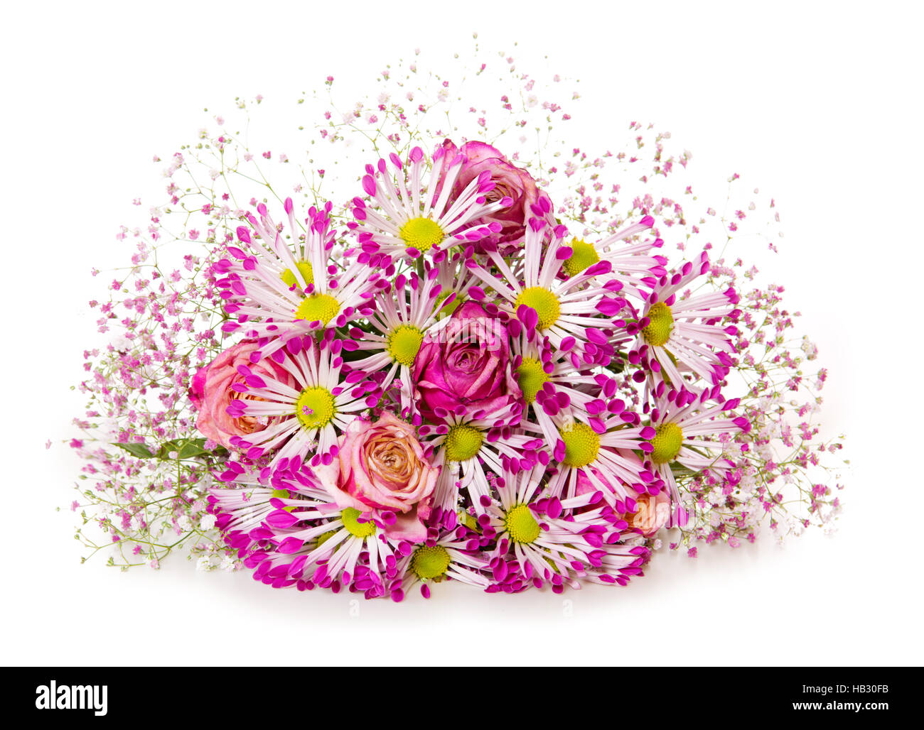 Beautiful pink marguerite flowers Cut Out Stock Images & Pictures - Alamy