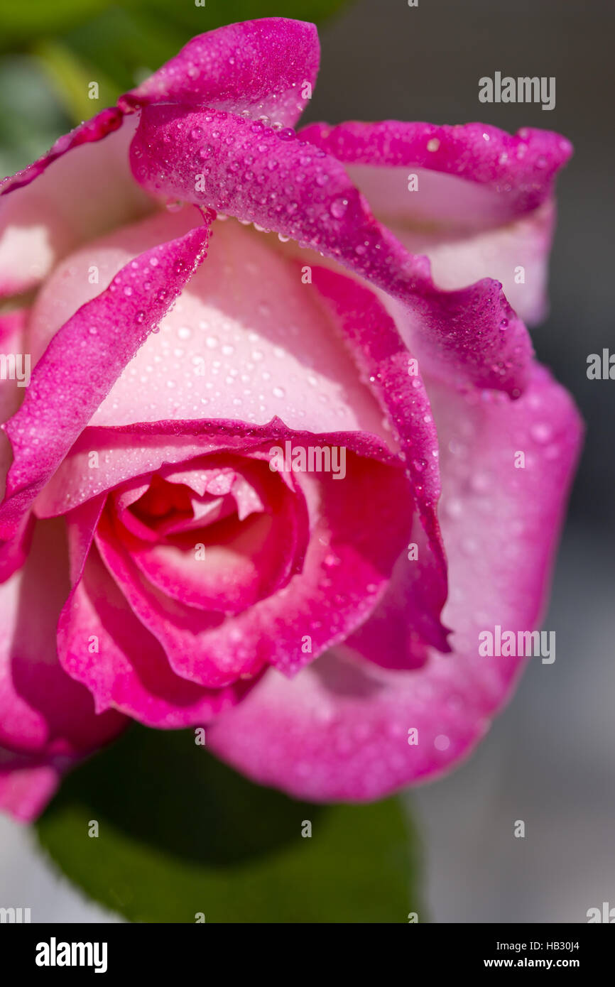 Beautiful pink rose in a garden Stock Photo - Alamy