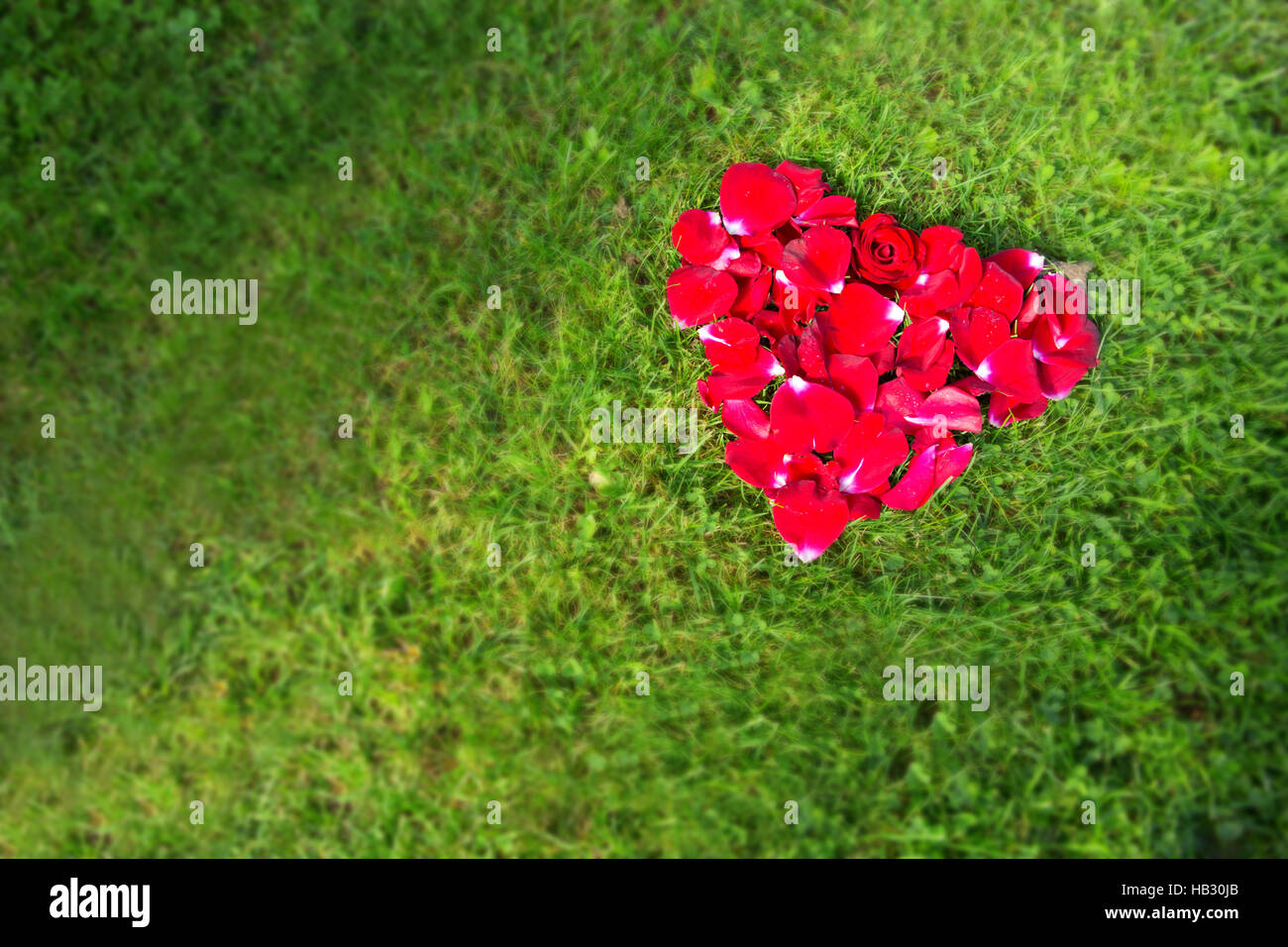 Red rose on grass hi-res stock photography and images - Alamy