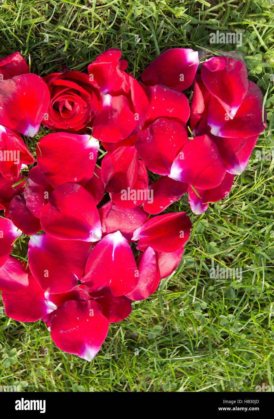 Red heart from rose petals on grass Stock Photo - Alamy