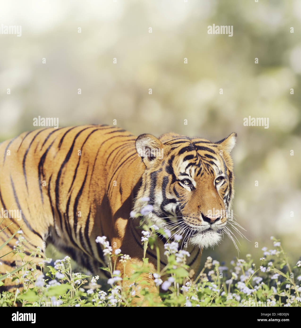 Malayan tiger hi-res stock photography and images - Alamy