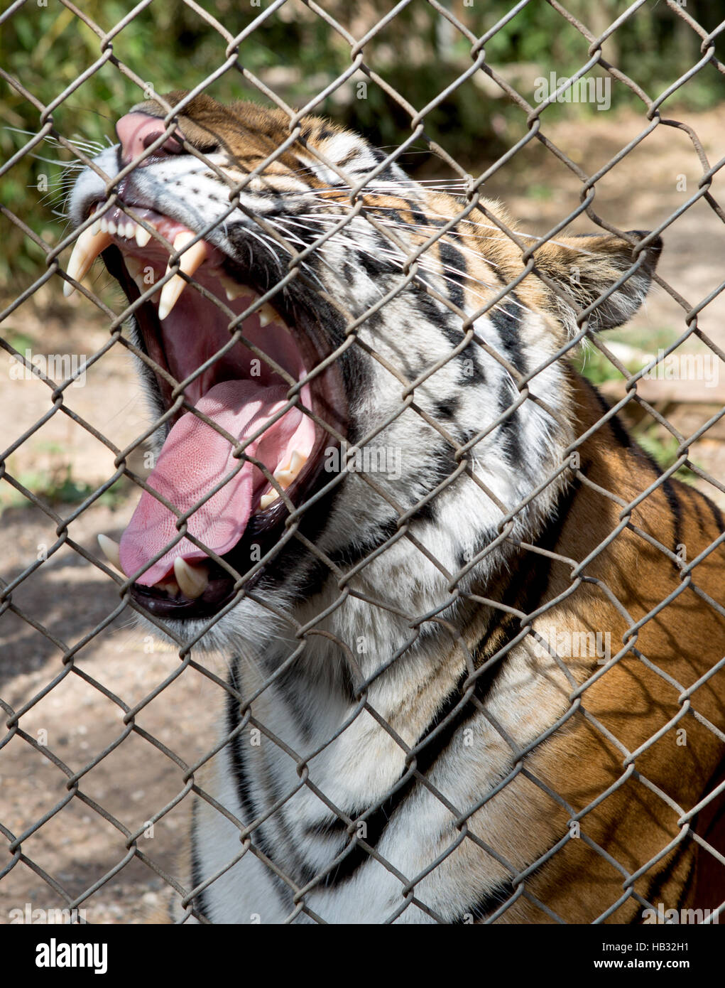 Tiger zahn hi-res stock photography and images - Alamy