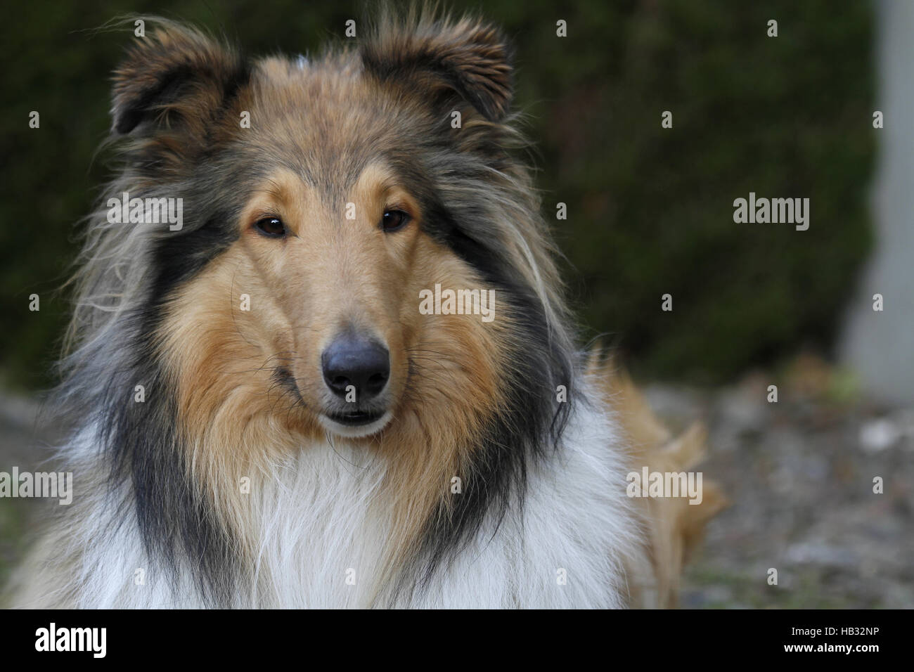 Langhaarcollie hi-res stock photography and images - Alamy