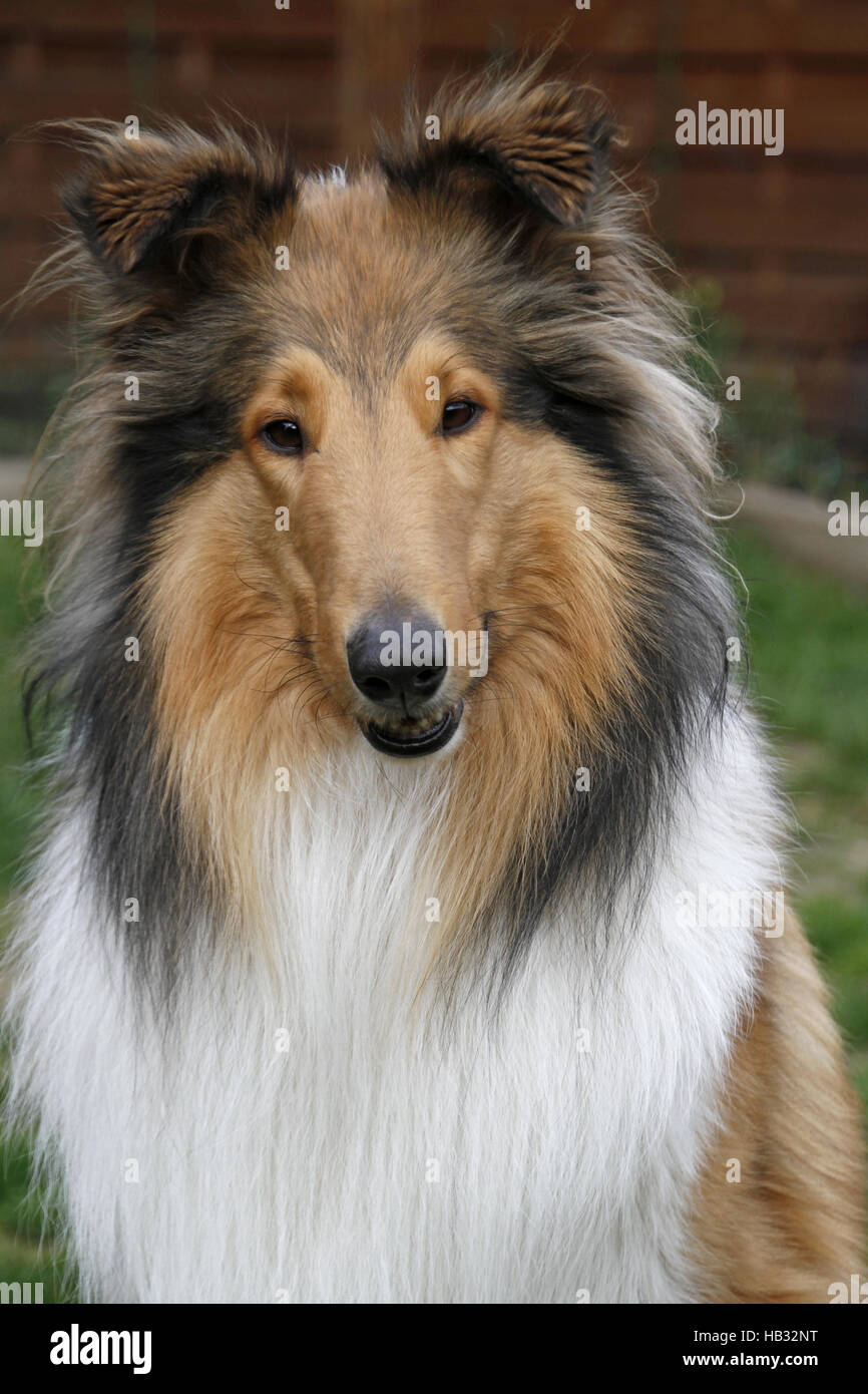Langhaarcollie hi-res stock photography and images - Alamy
