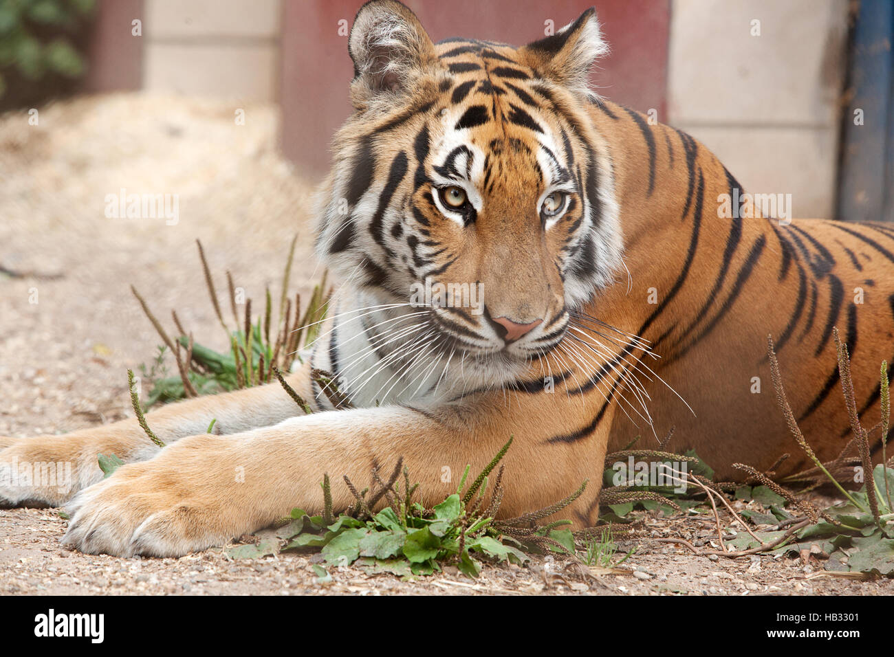 Tiger lay down hi-res stock photography and images - Alamy