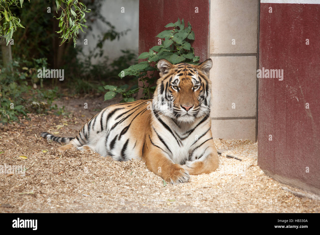 Tiger lay down hi-res stock photography and images - Alamy