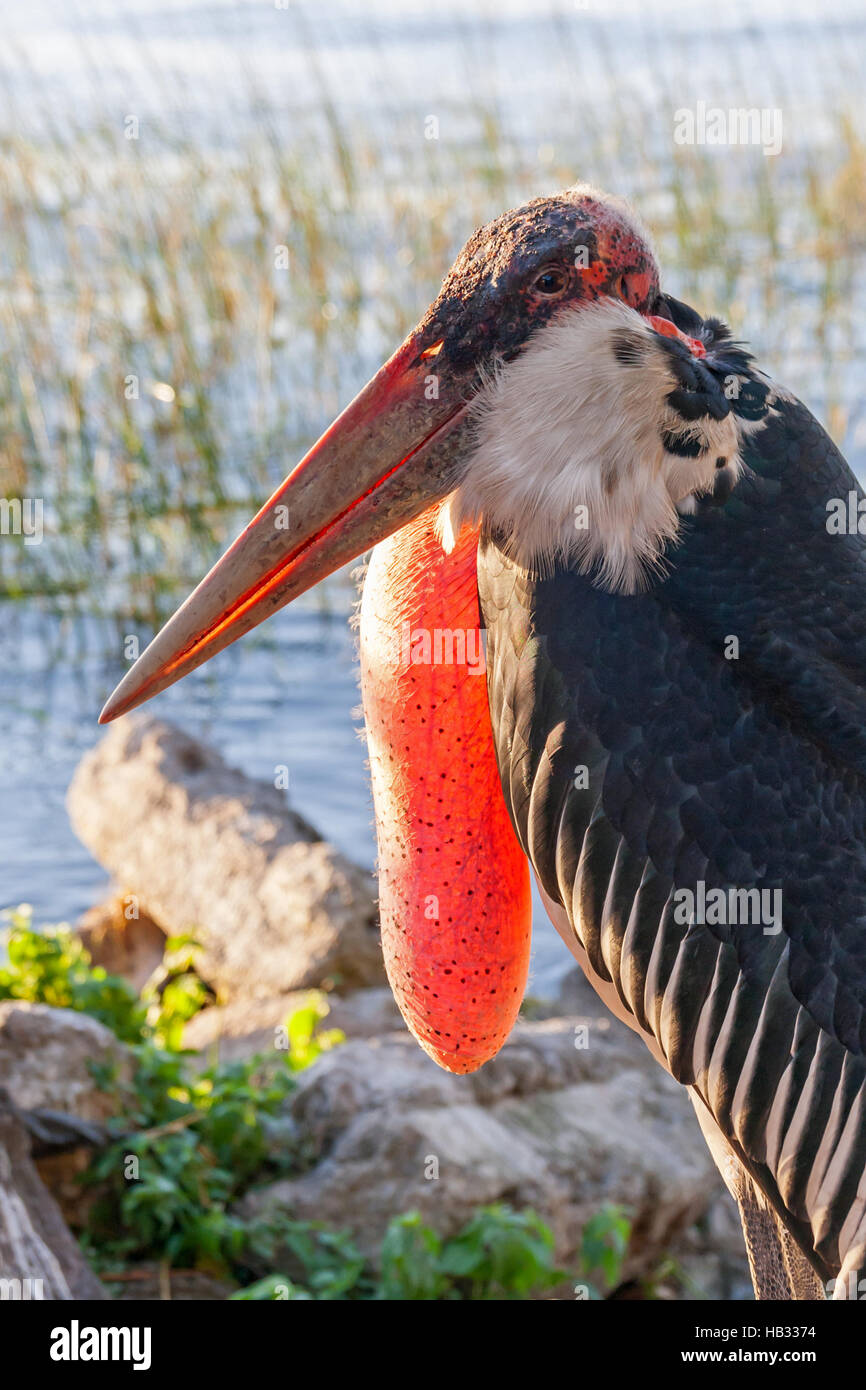 Marabu storch hi-res stock photography and images - Alamy