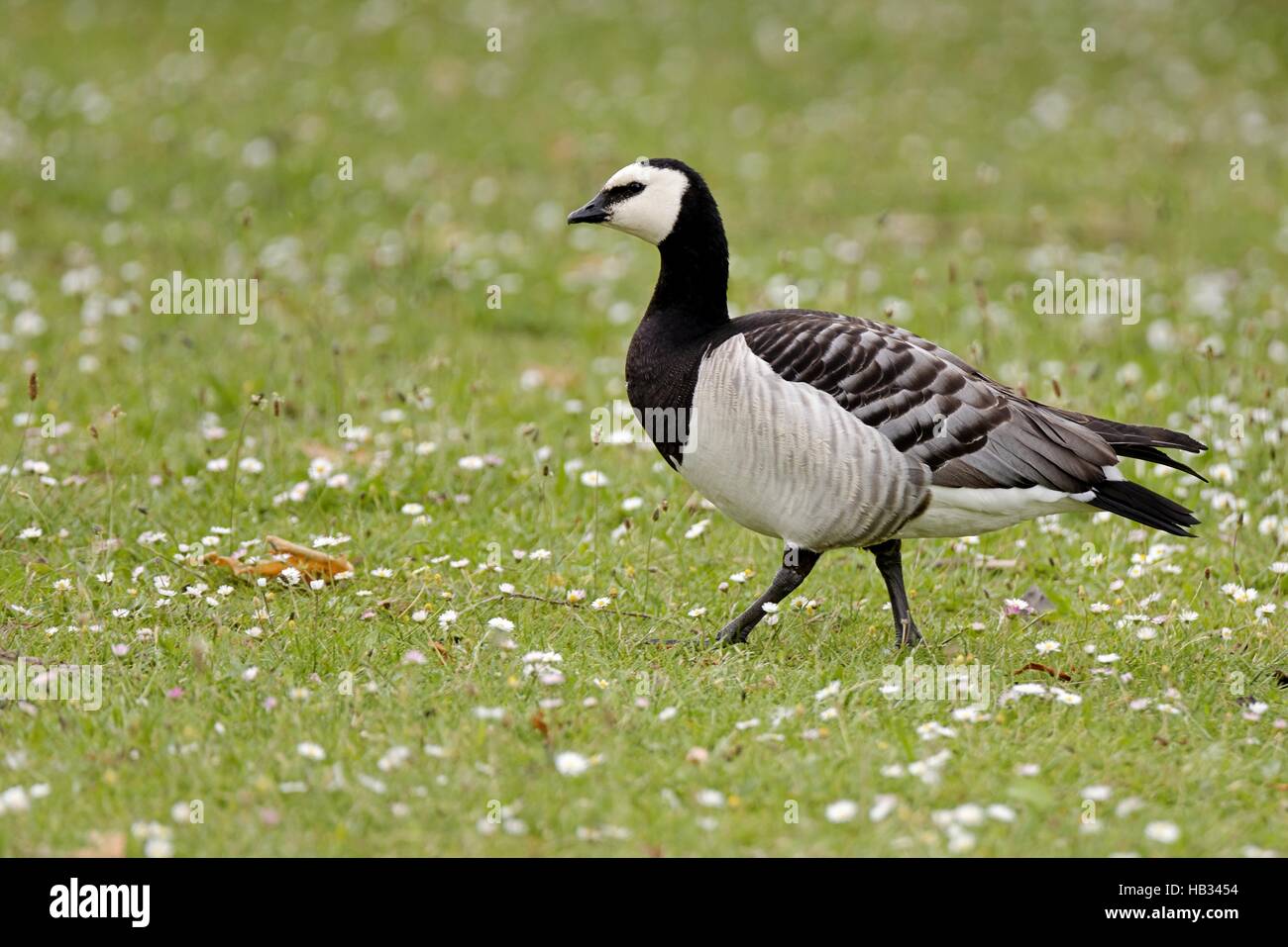 Goose neck barnacle hi-res stock photography and images - Alamy
