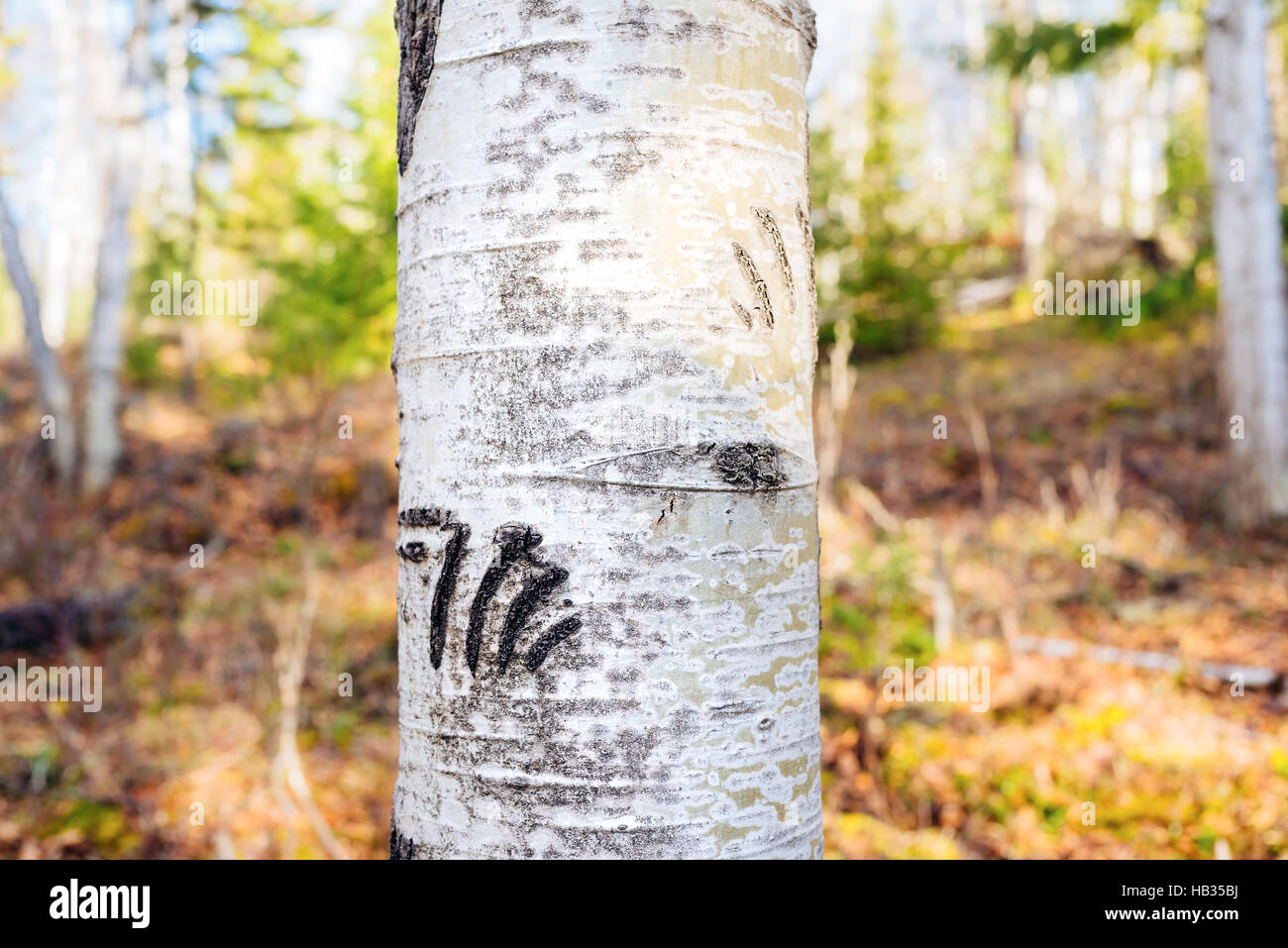 A birch tree scarred by the claws of a bear, near Clearwater, British ...