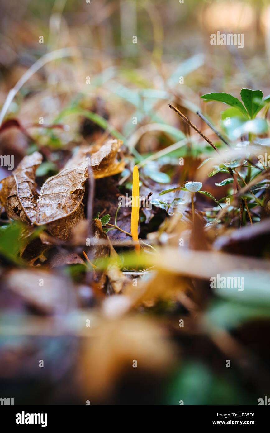 Yellow club fungus (Clavulinopsis laeticolor) growing in a birch forest ...
