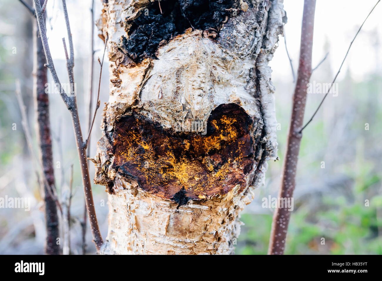 The heart-shaped scar left behind from cutting a chaga mushroom ...