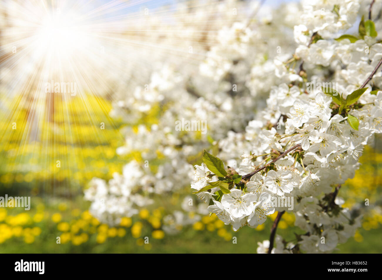 Meadow flowers tree line hi-res stock photography and images - Alamy