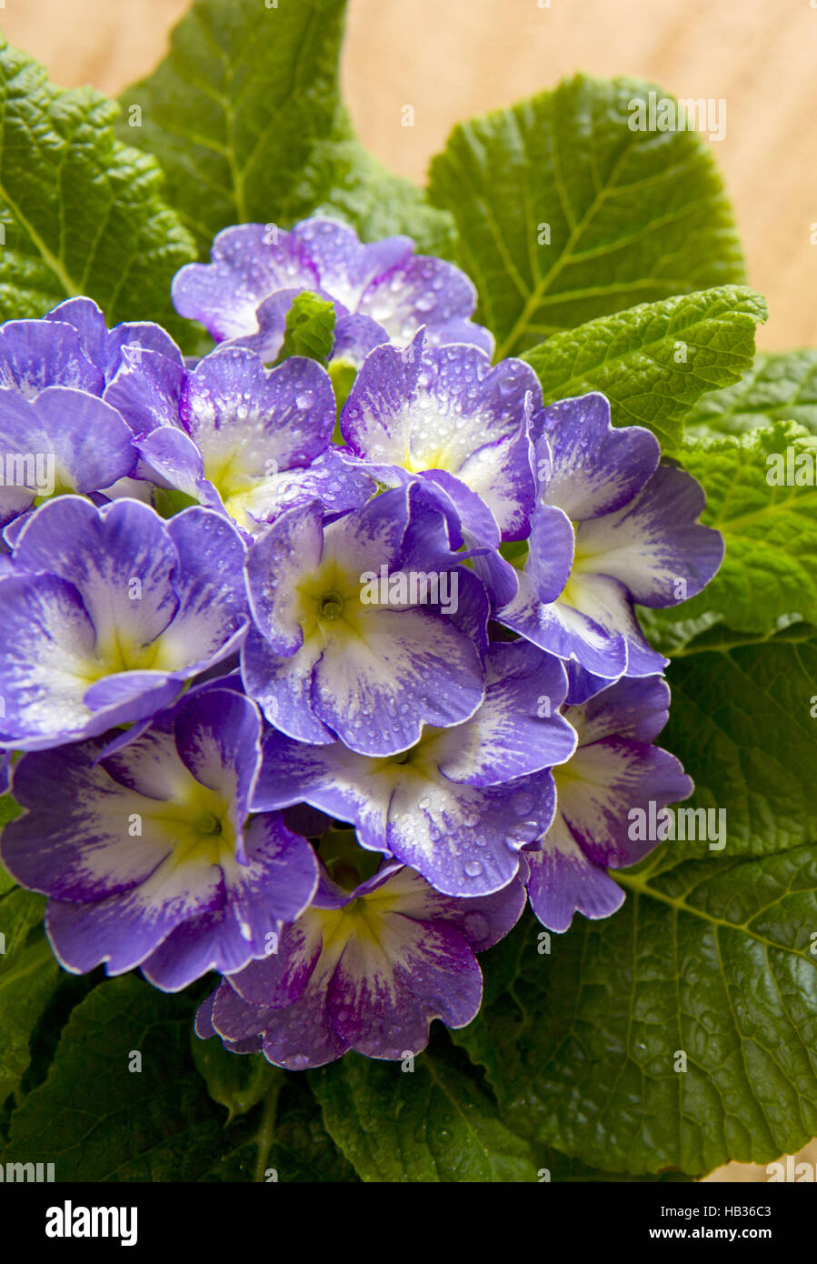 Fresh primula flowers Stock Photo - Alamy