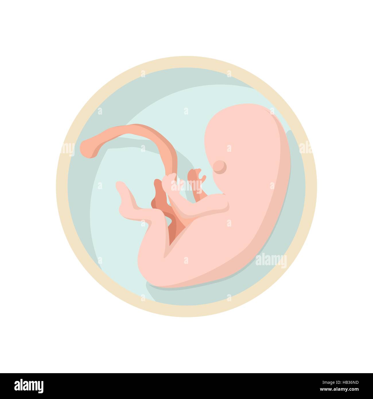 Baby In Tummy Clipart