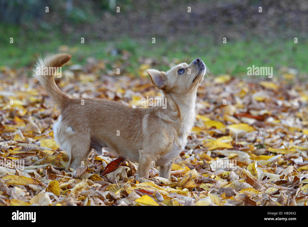 Podenco maneto hi-res stock photography and images - Alamy