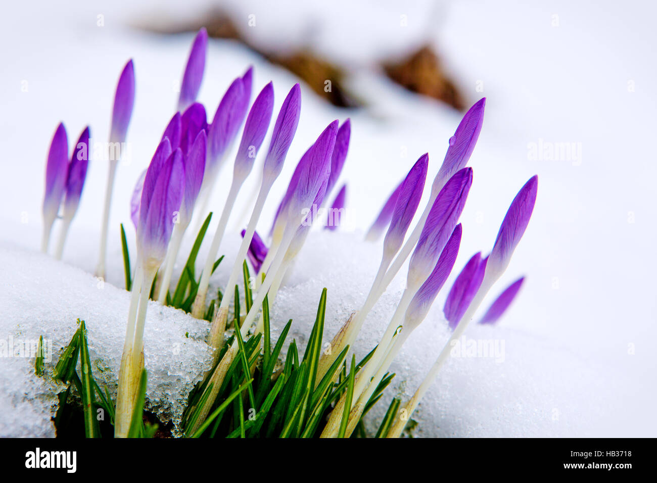 Purple crocuses in the snow hi-res stock photography and images - Alamy
