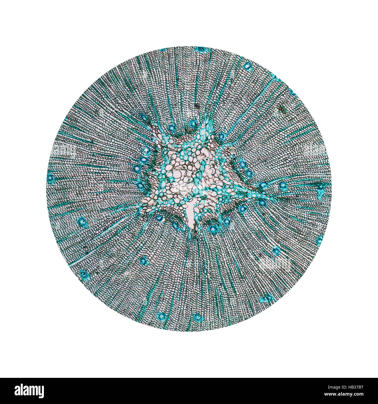 Wood cross section micrograph hi-res stock photography and images - Alamy