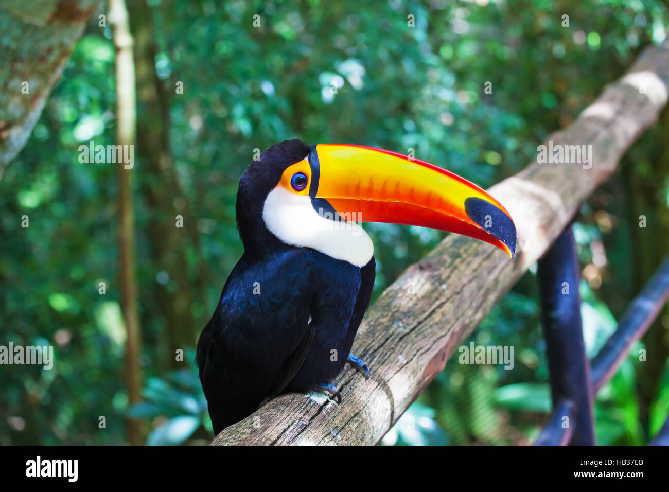 Toco toucan in zoo Stock Photo - Alamy