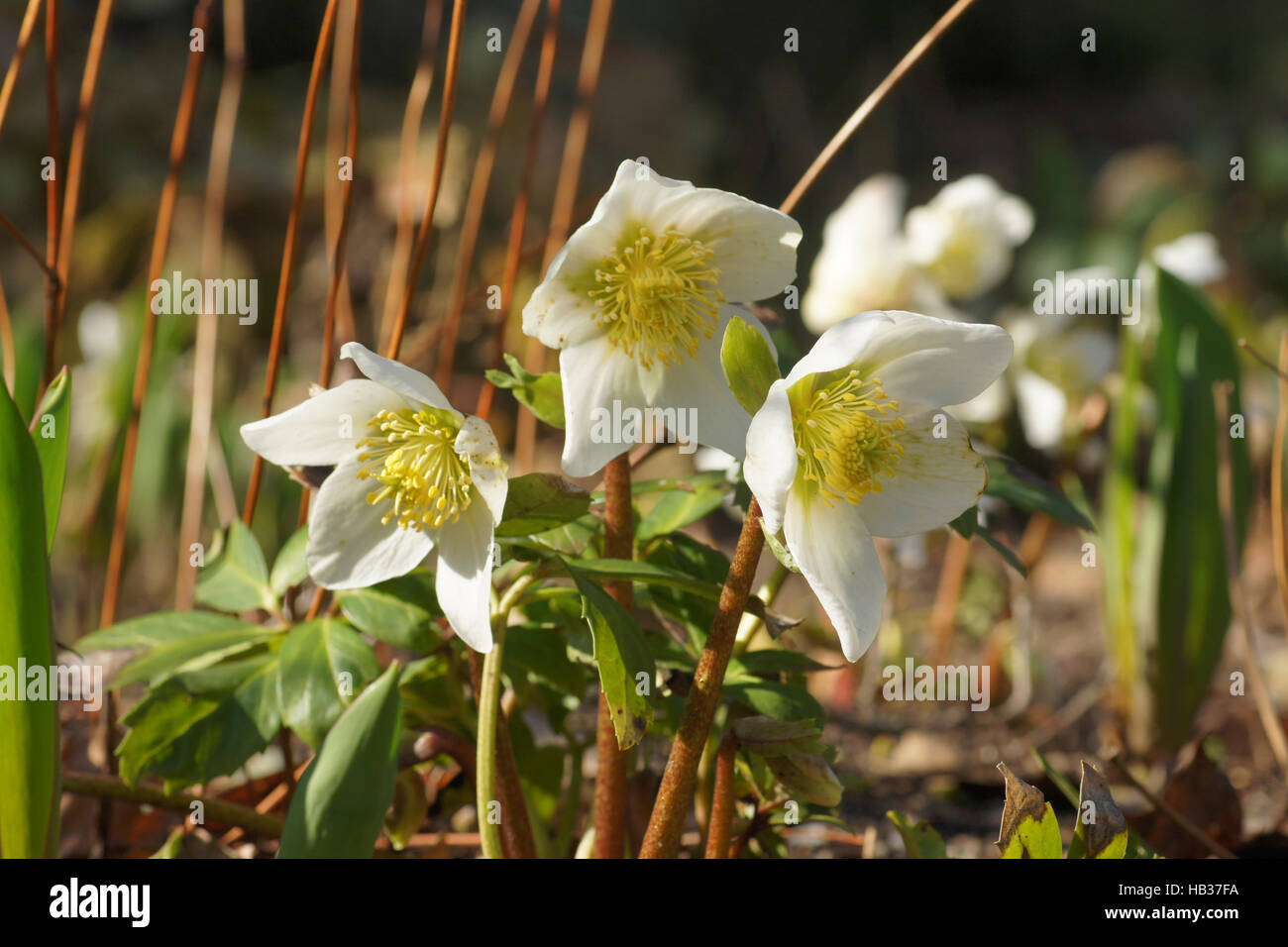 Helleborus niger, Hellebore Stock Photo - Alamy