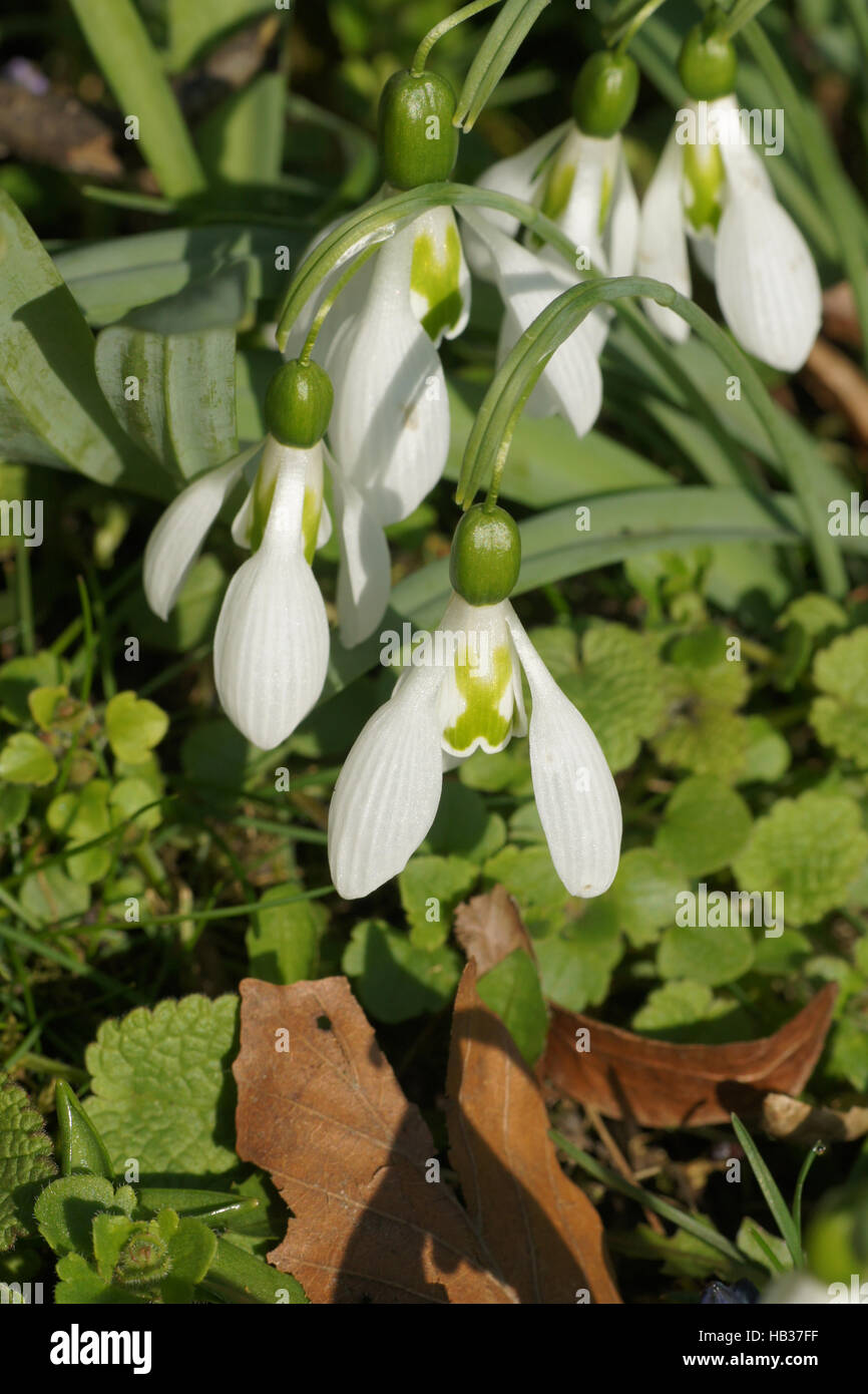 Galanthus nivalis, Snowdrop Stock Photo - Alamy