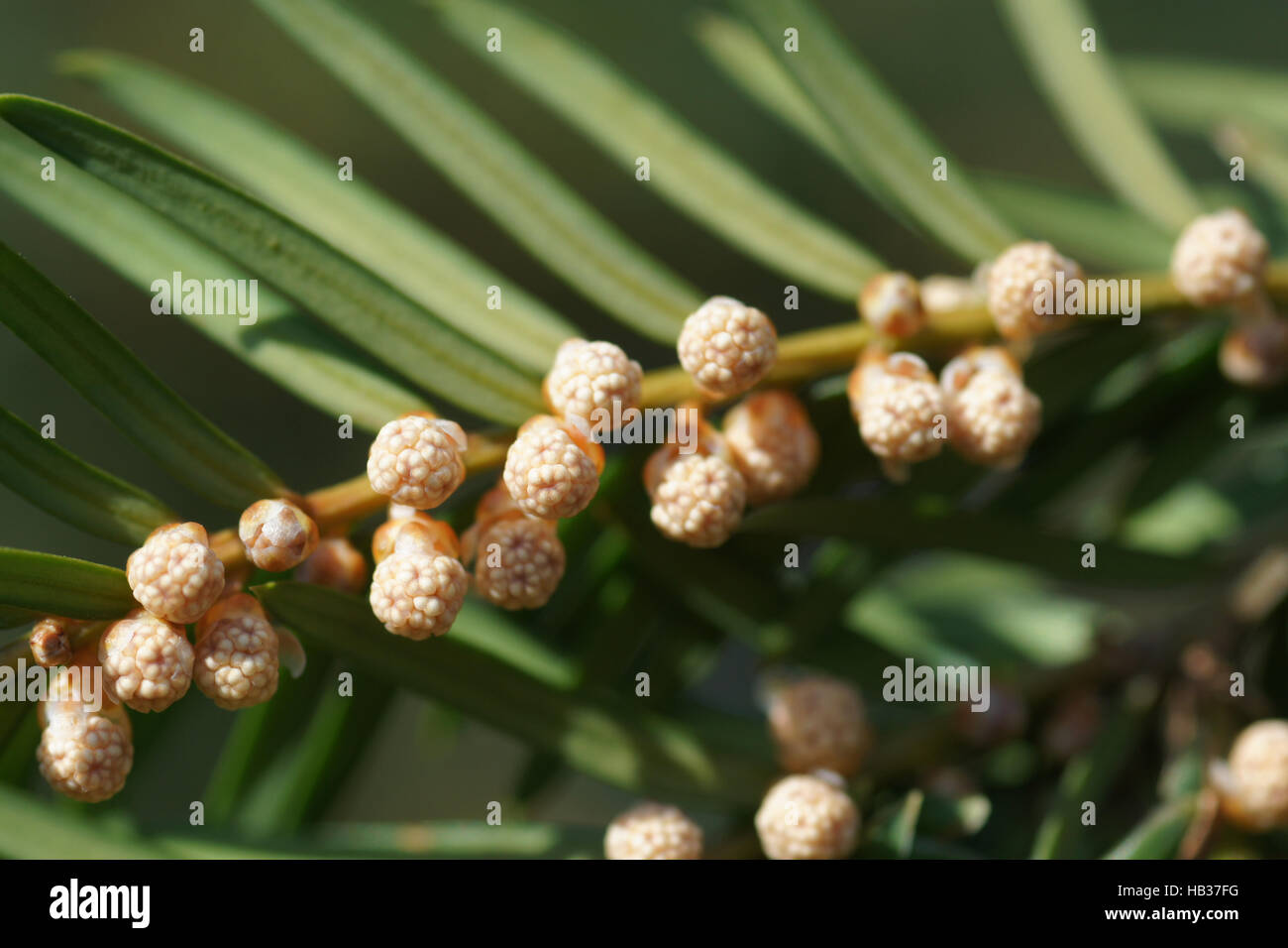 Male flowers of the yew tree hi-res stock photography and images - Alamy