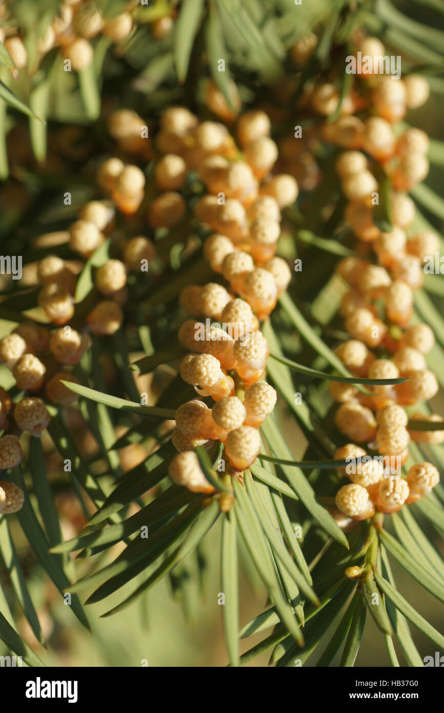 Taxus baccata, Yew, male flowers Stock Photo - Alamy