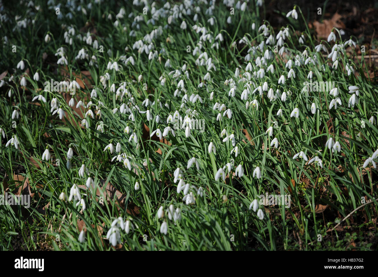 Galanthus nivalis, Snowdrop Stock Photo - Alamy